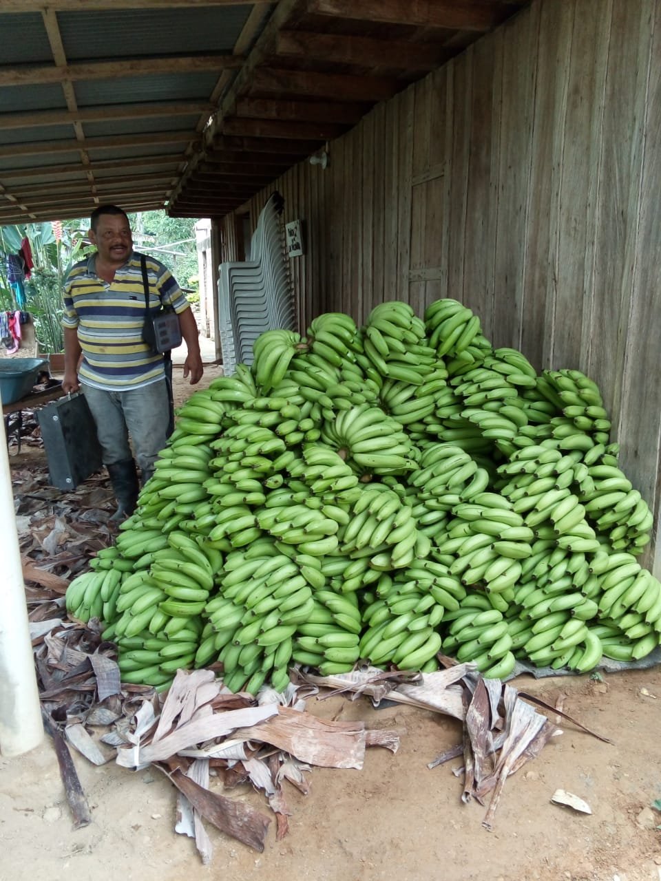 Campesino beneficiario de restitución en El Dorado (Meta), comercializa ...