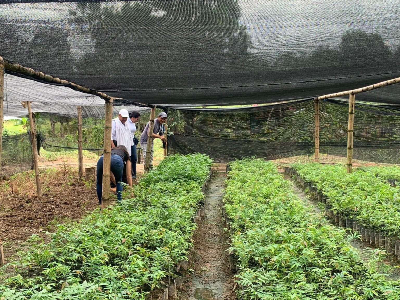 Viveros comunitarios aportaron 500.000 plántulas a la reforestación en ...