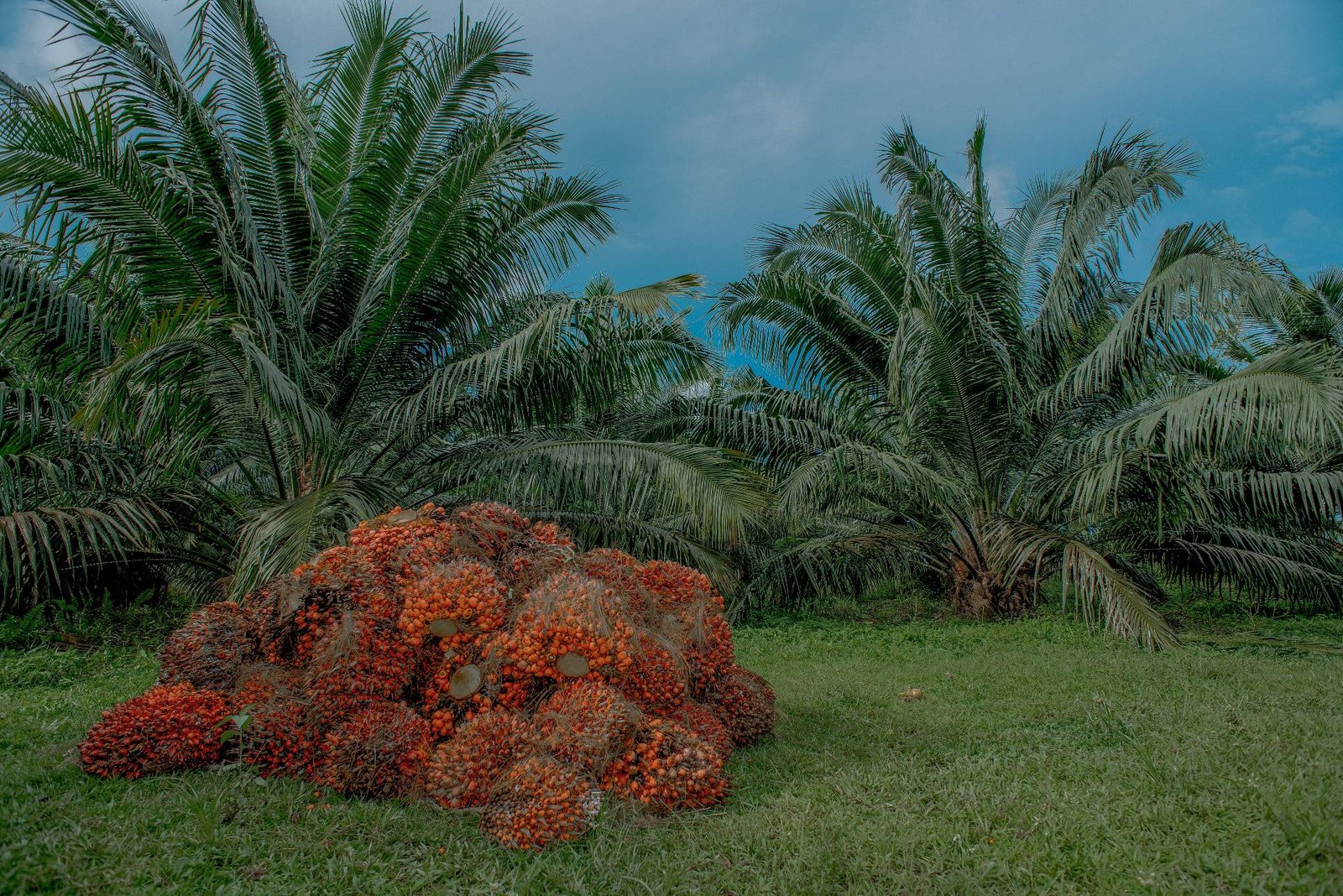 PRODUCCIÓN DE ACEITE DE PALMA SIGUE AL ALZA EN COLOMBIA - El Nuevo Oriente